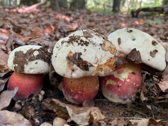 Devil’s Bolete - Wild Food UK