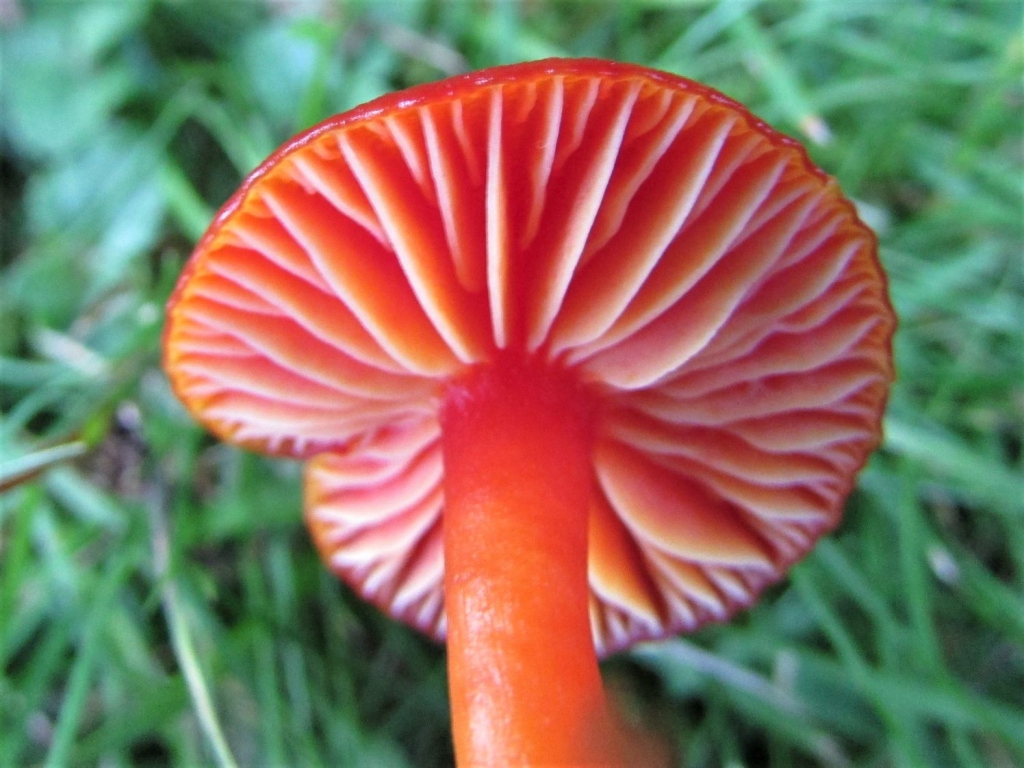 Scarlet Waxcap - Wild Food UK