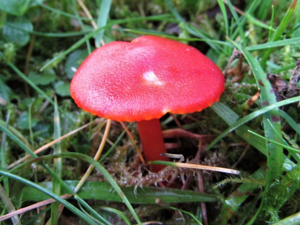 Scarlet Waxcap - Wild Food UK