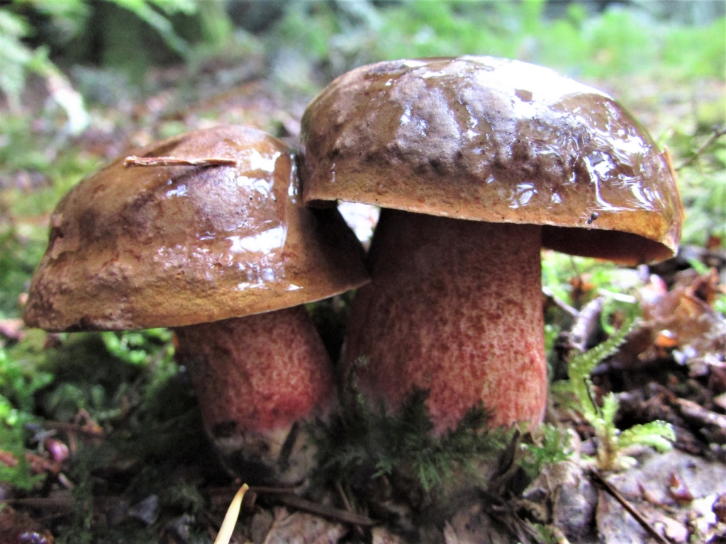 Scarletina Bolete - Wild Food UK