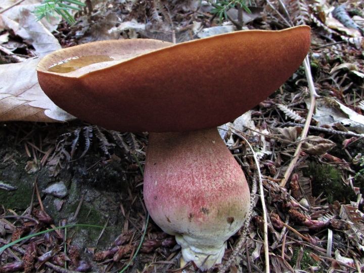 Scarletina Bolete - Wild Food UK