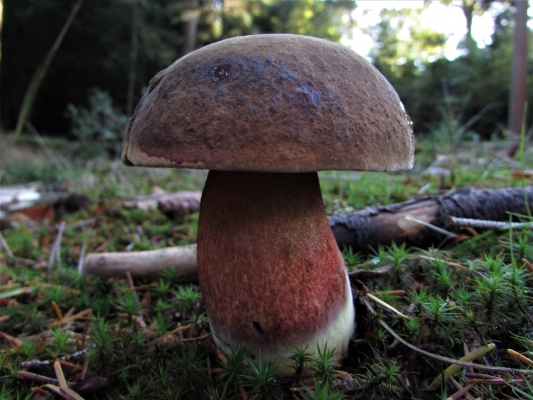 Scarletina Bolete - Wild Food UK