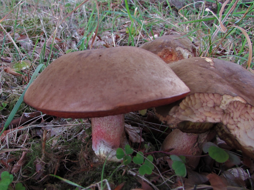 Scarletina Bolete