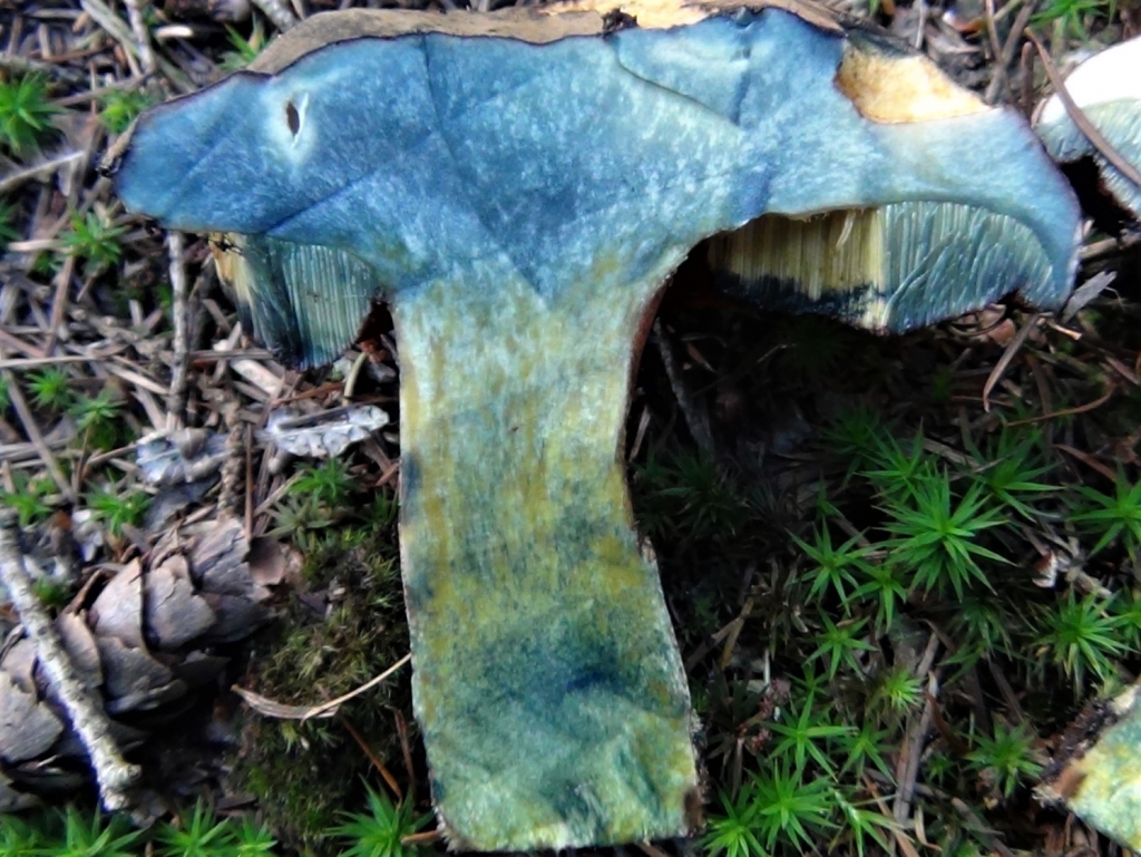 Scarletina Bolete - Wild Food UK