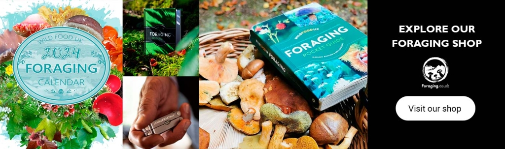 Foraging for Mushrooms and other Wild Foods in the UK