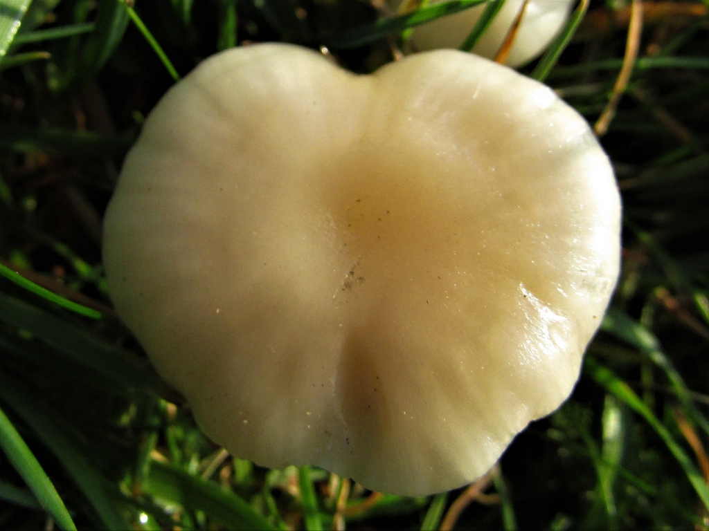 Snowy Waxcap - Wild Food UK