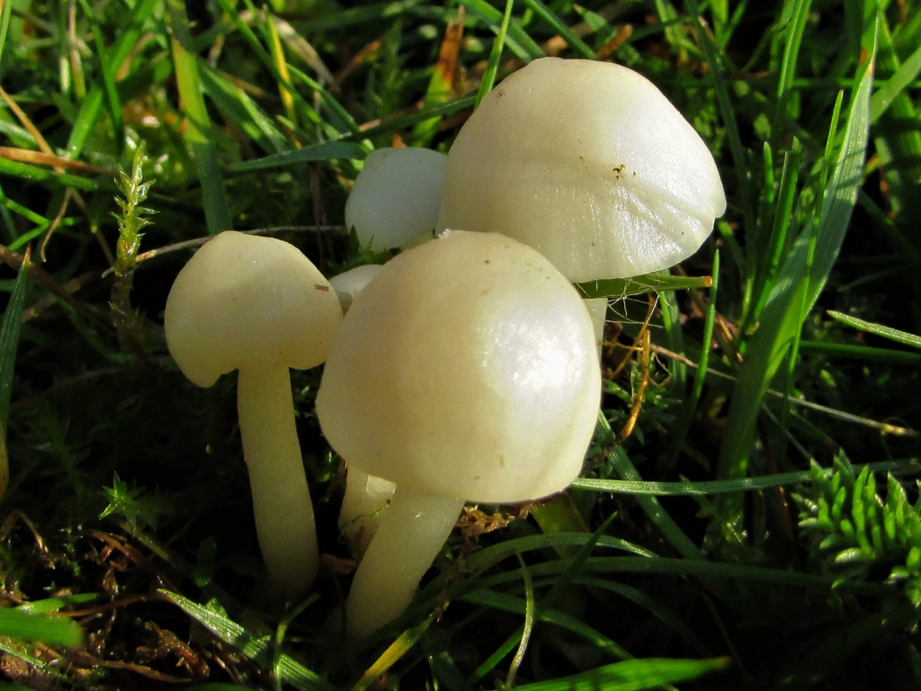 Snowy Waxcap - Wild Food UK