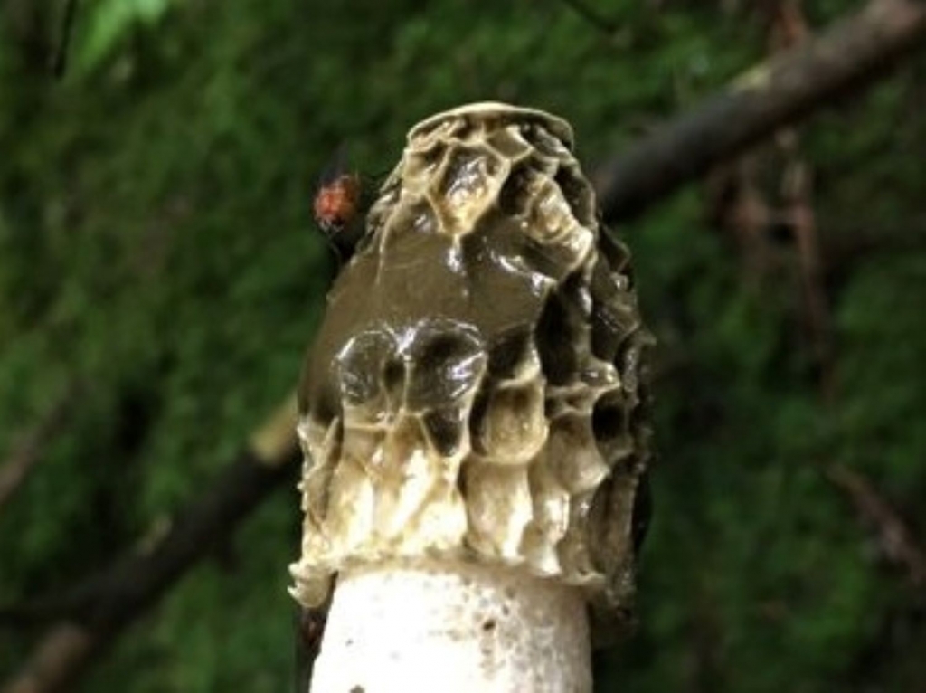 Stinkhorn - Wild Food UK