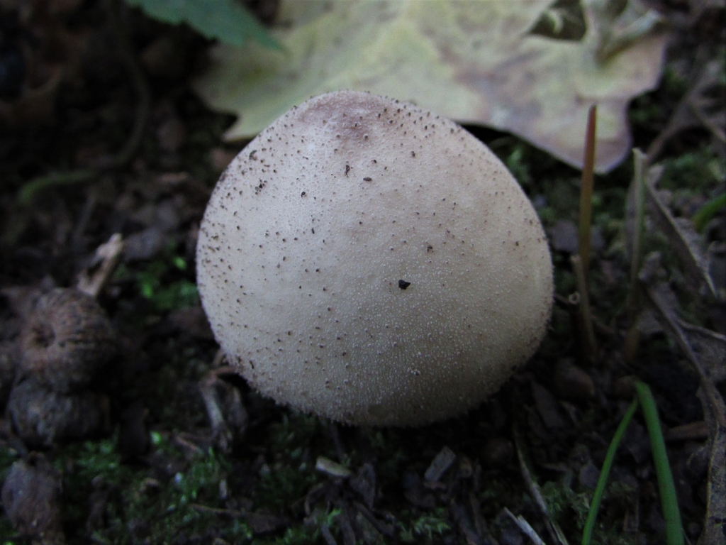 Stump Puffball - Wild Food UK