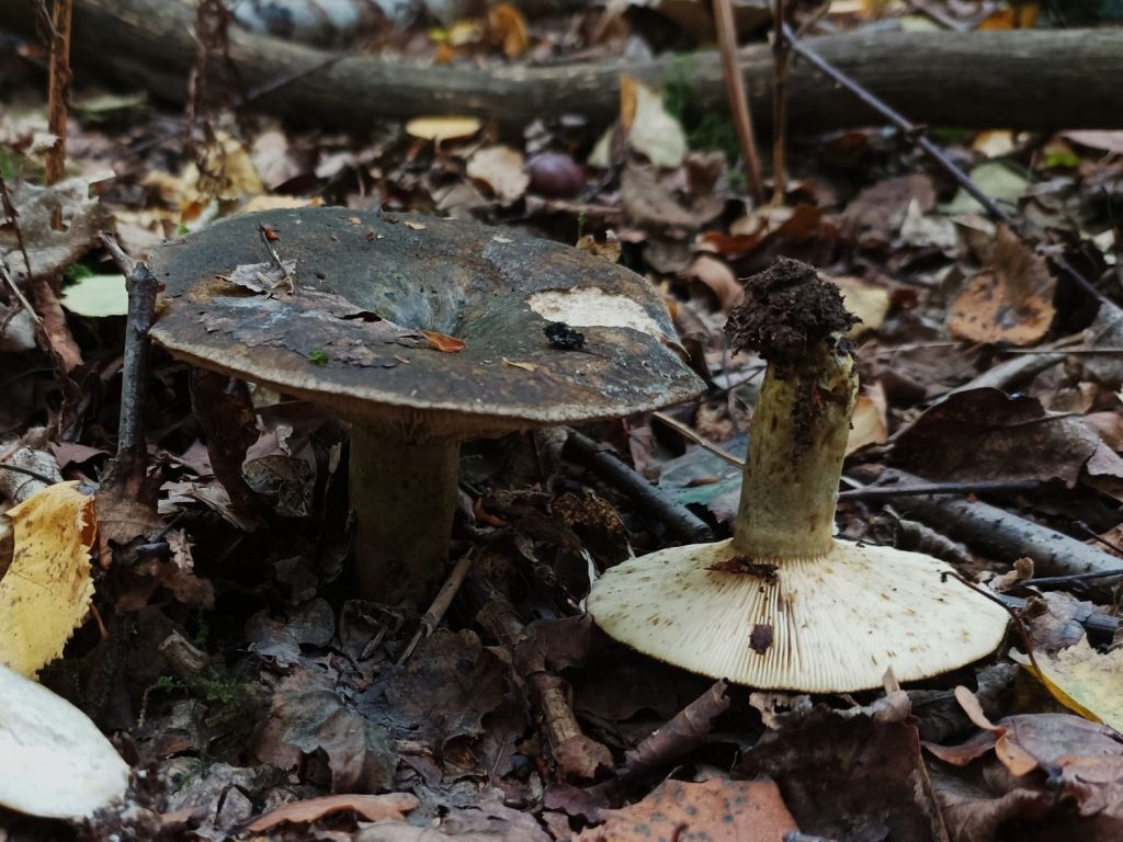 Ugly Milkcap - Wild Food UK