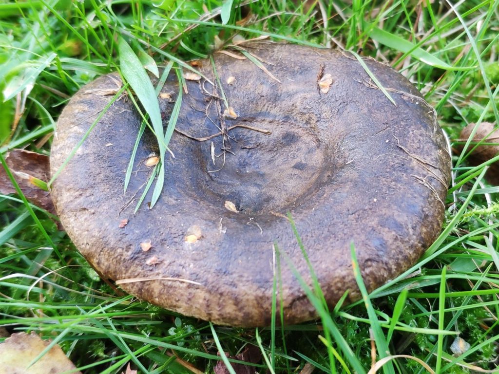 Ugly Milkcap - Wild Food UK