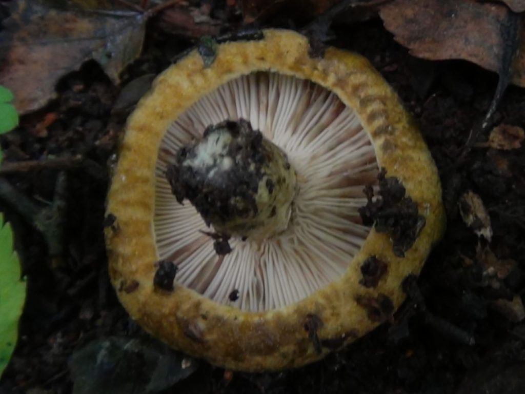 Ugly Milkcap - Wild Food UK