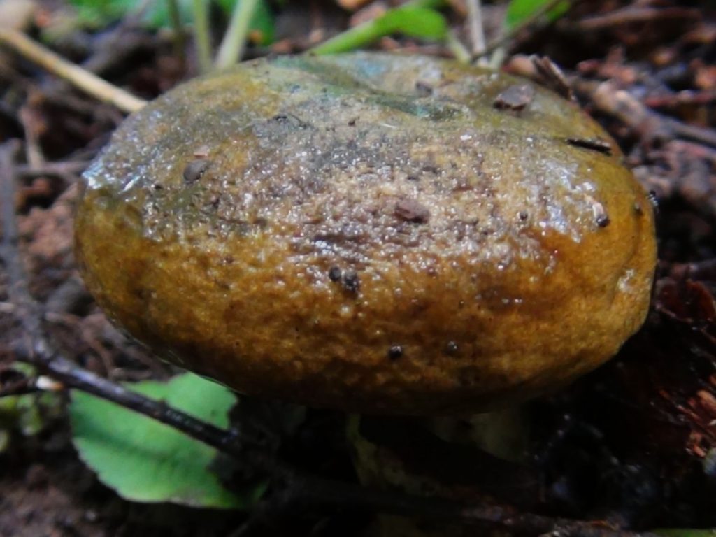 Ugly Milkcap - Wild Food UK