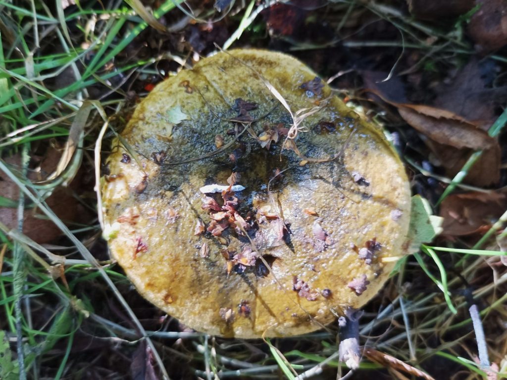 Ugly Milkcap - Wild Food UK