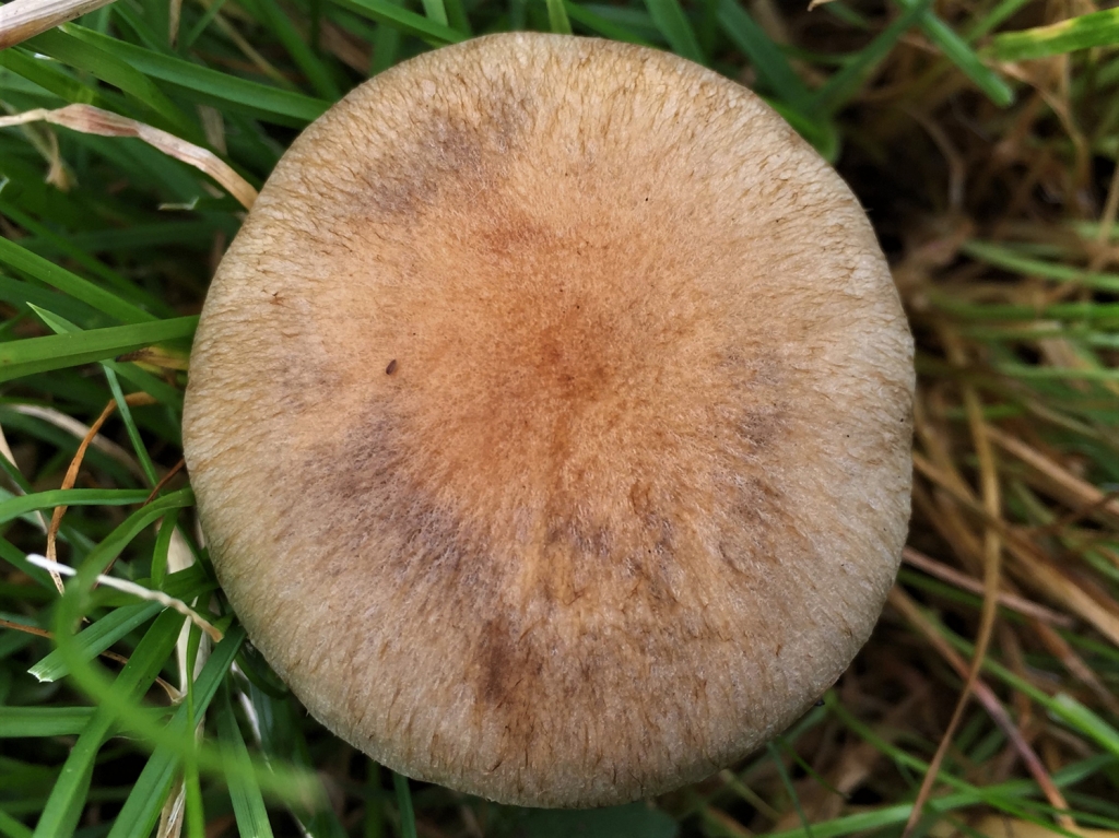 Weeping Widow - Wild Food UK