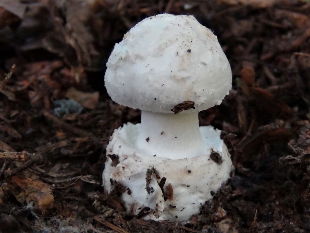 White False Death Cap - Wild Food UK