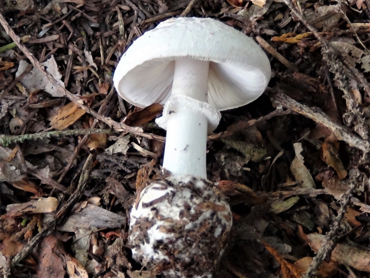 White False Death Cap - Wild Food UK
