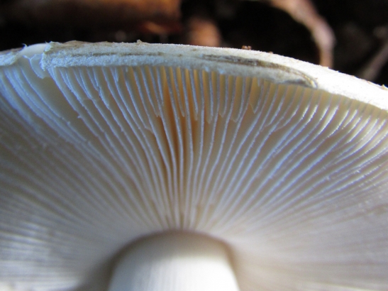 White False Death Cap - Wild Food UK