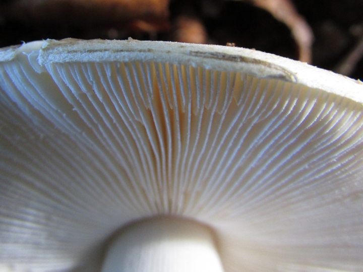 White False Death Cap - Wild Food UK