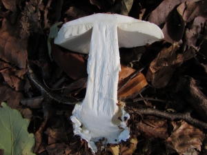 White False Death Cap - Wild Food UK