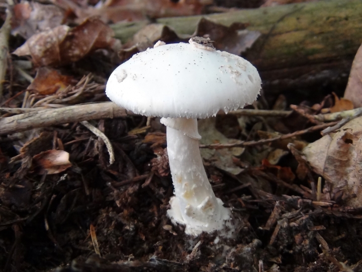White False Death Cap - Wild Food UK