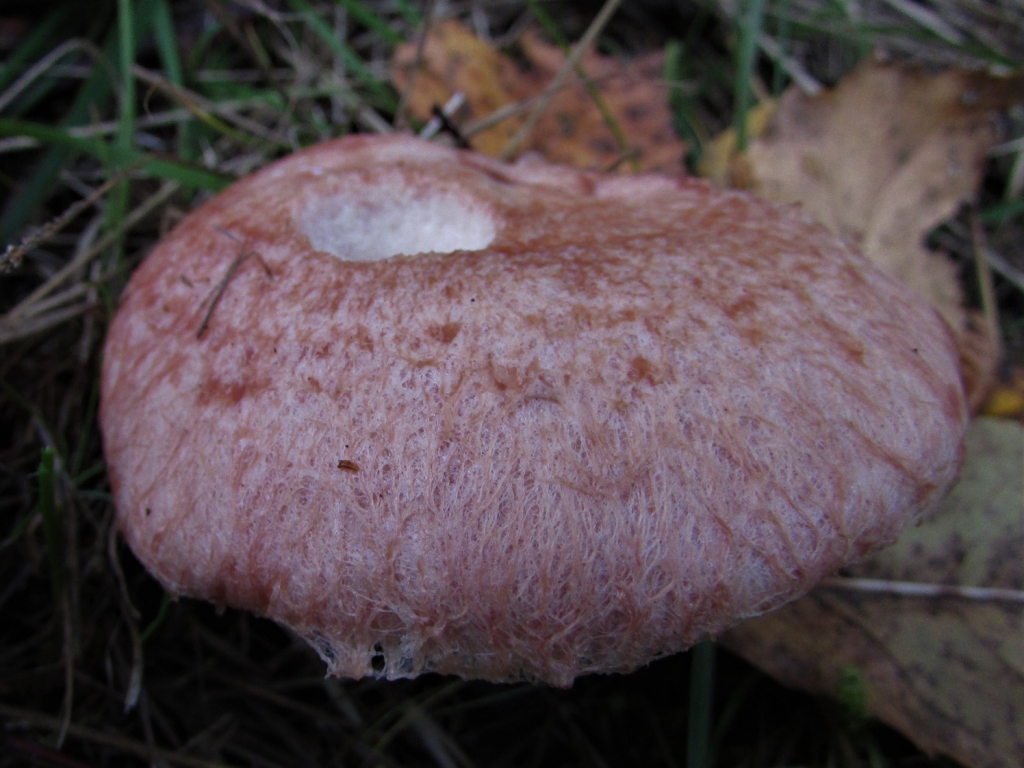 Woolly Milkcap - Wild Food UK