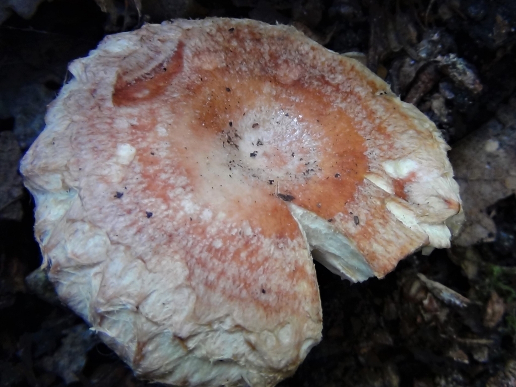 Woolly Milkcap - Wild Food UK