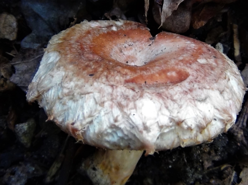 Woolly Milkcap - Wild Food UK