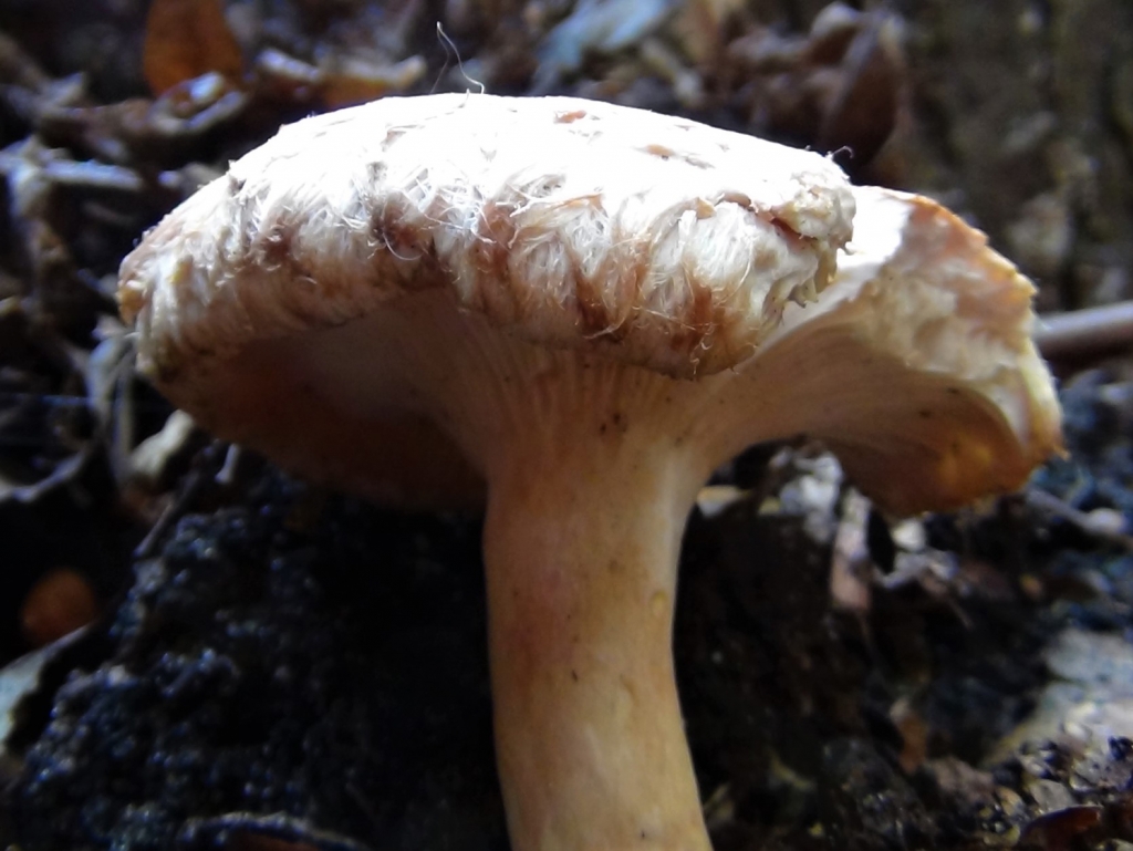 Woolly Milkcap - Wild Food UK