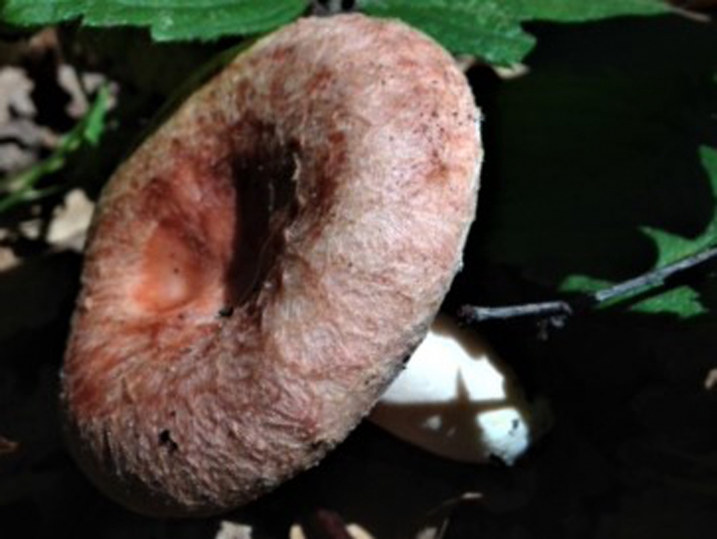 Woolly Milkcap - Wild Food UK