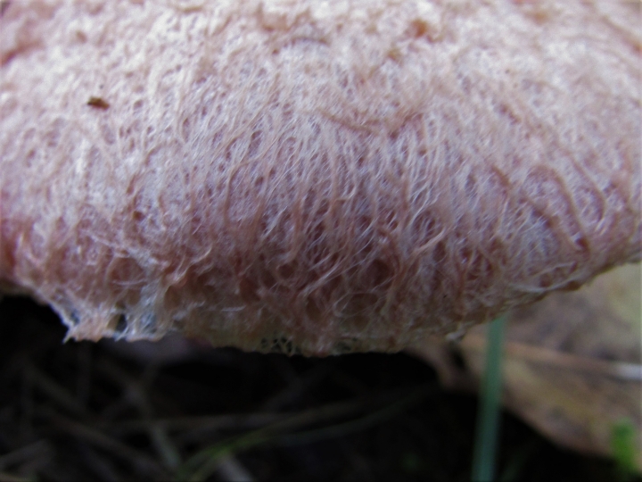 Woolly Milkcap - Wild Food UK