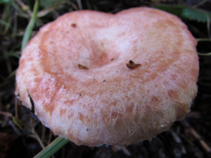 Woolly Milkcap - Wild Food UK
