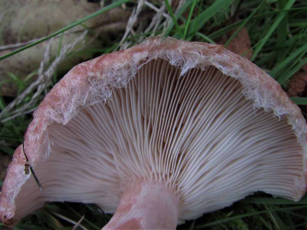 Woolly Milkcap - Wild Food UK