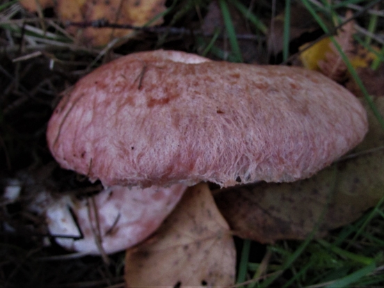 Woolly Milkcap - Wild Food UK