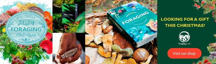 Foraging for Mushrooms and other Wild Foods in the UK