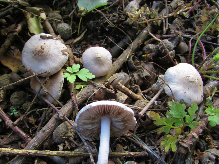 Lilac Fibrecap - Wild Food UK