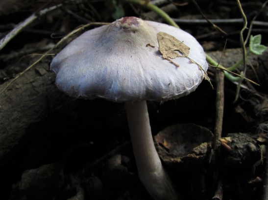 Lilac Fibrecap - Wild Food UK