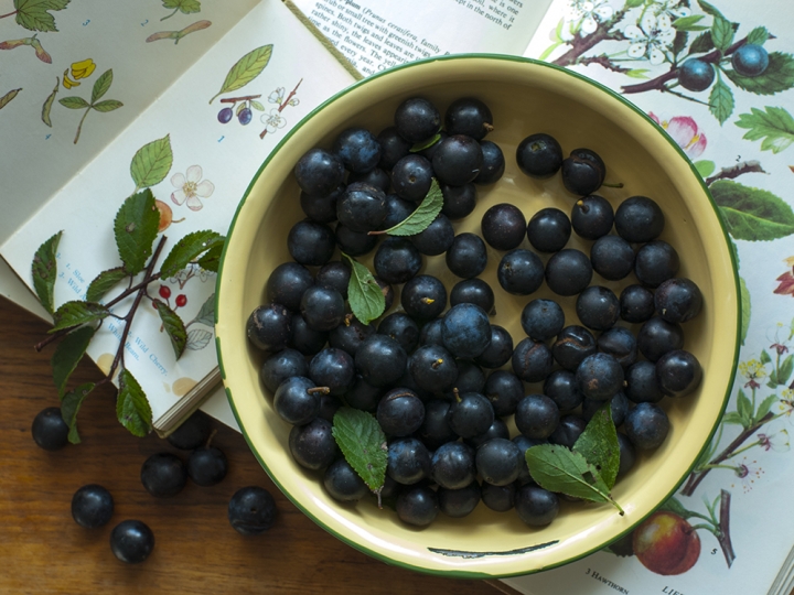 Sloe Gin Sloe Cider Sweet Sloes sloe-gin-sloe-cider-sweet-sloes