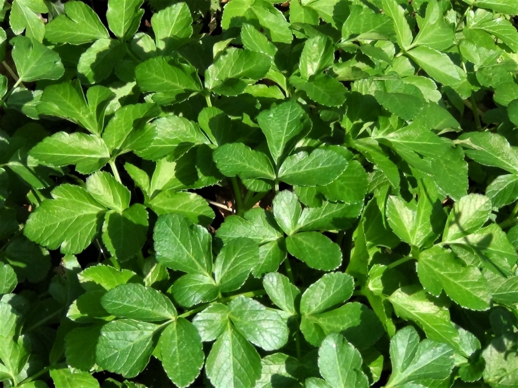 Alexanders, Horse Parsley, Smyrnium olusatrum