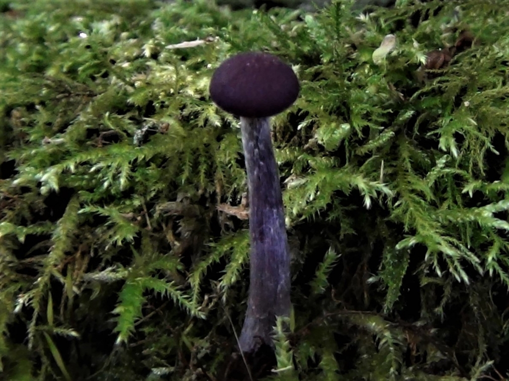 Amethyst Deceiver - Wild Food UK