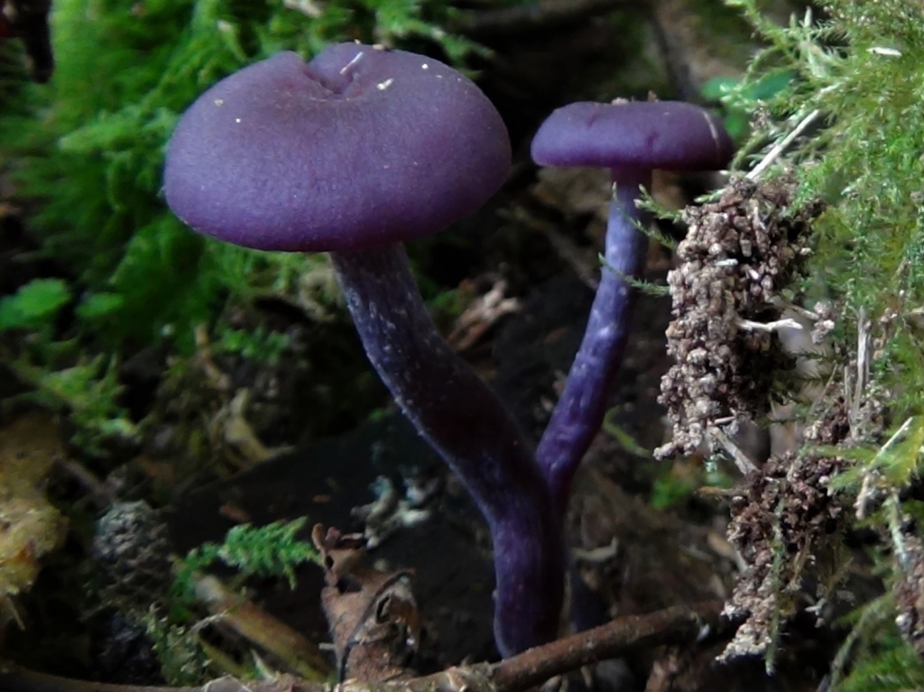 Amethyst Deceiver - Wild Food UK