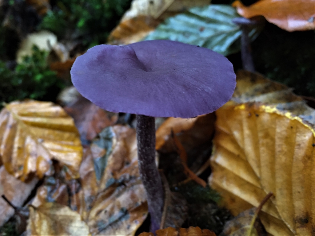 Amethyst Deceiver - Wild Food UK