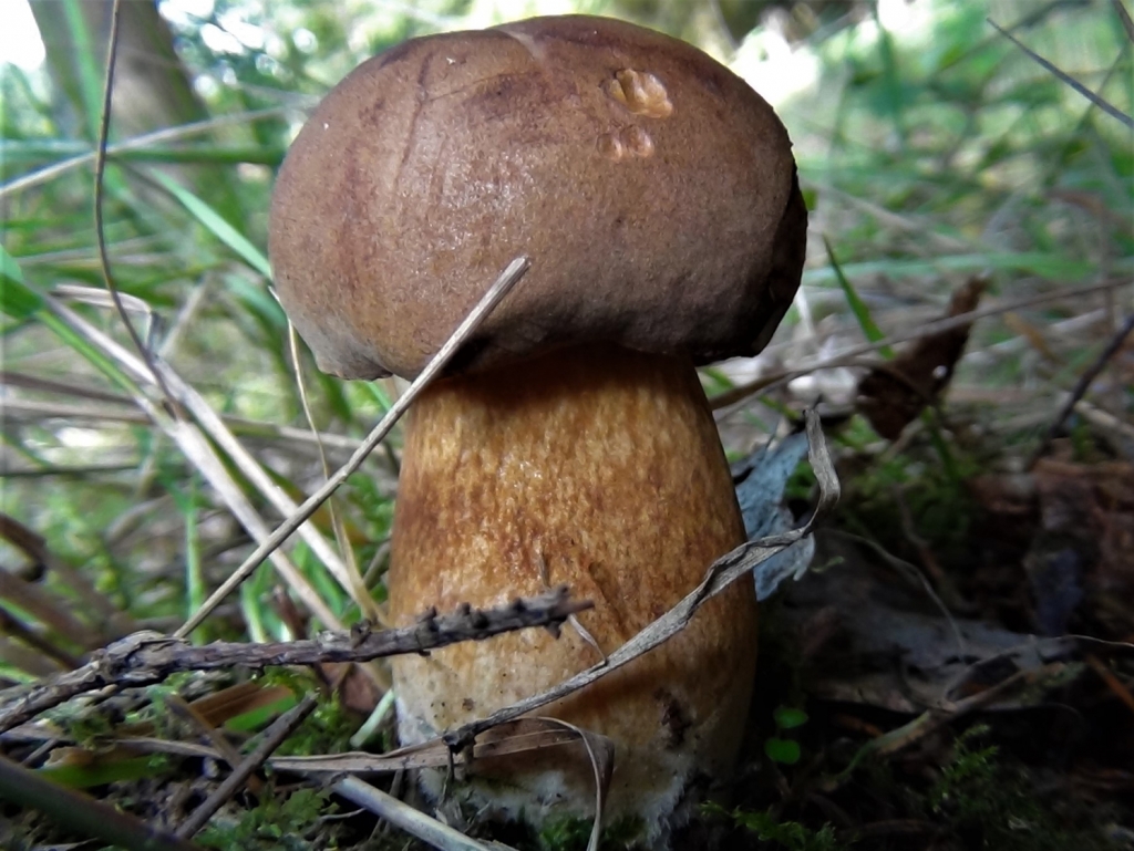 Bay Bolete - Wild Food UK