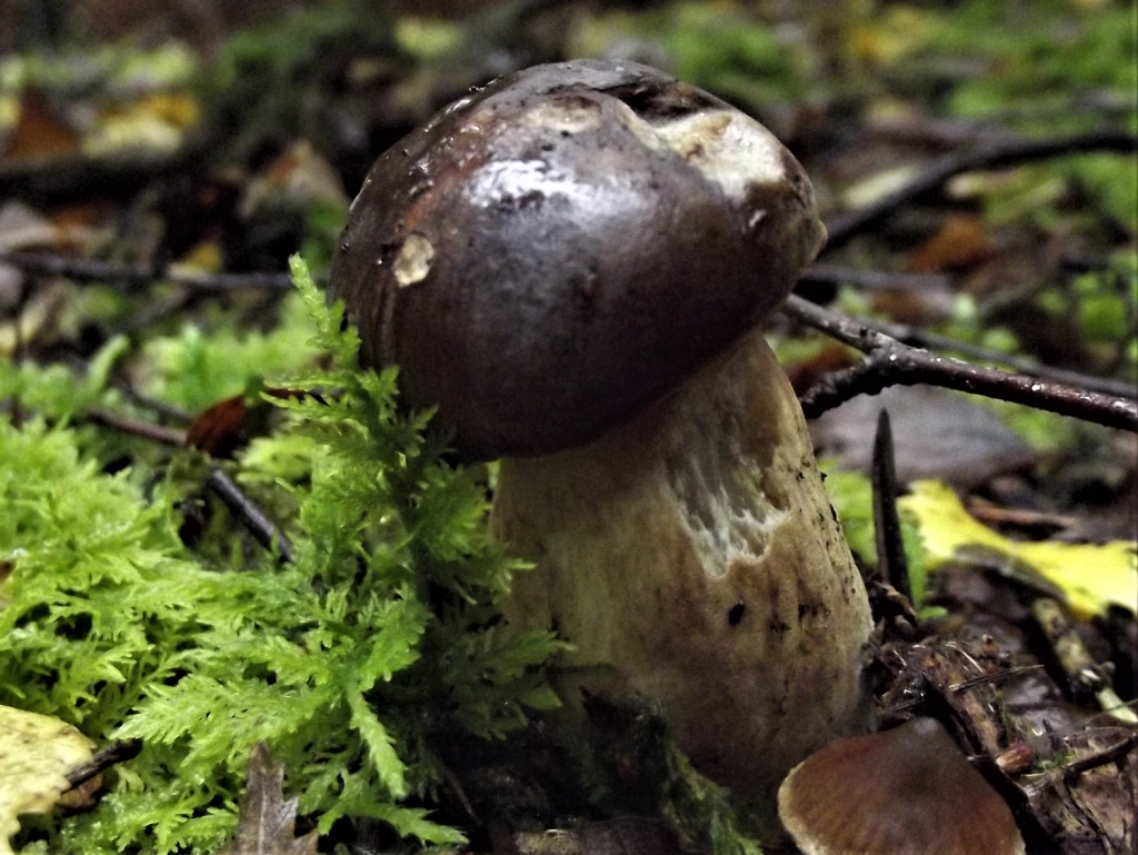 Bay Bolete - Wild Food UK
