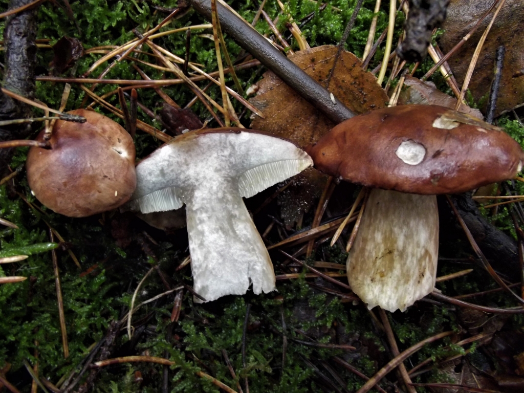 Bay Bolete - Wild Food UK