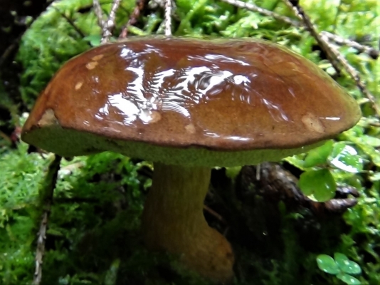 Bay Bolete - Wild Food UK
