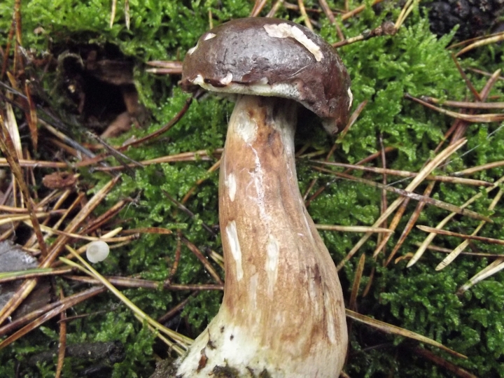 Bay Bolete - Wild Food UK