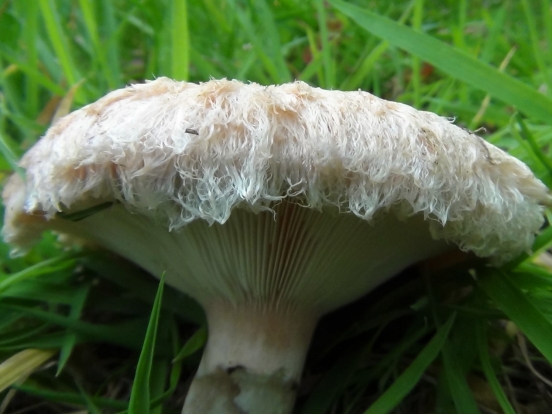 Bearded Milkcap - Wild Food UK