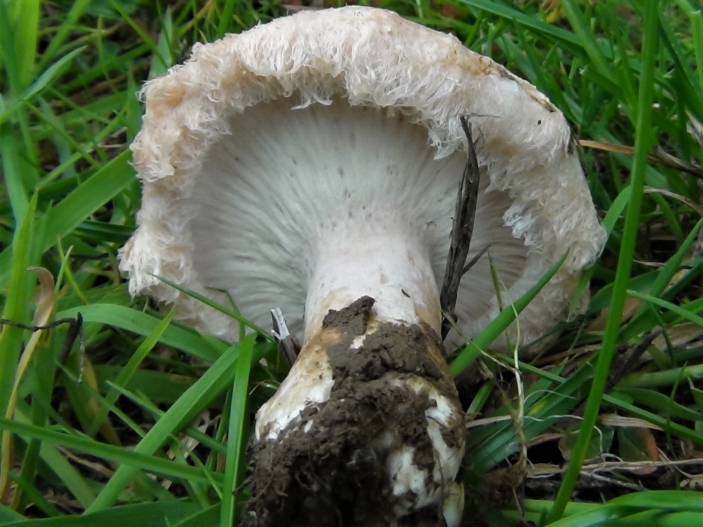 Bearded Milkcap - Wild Food UK