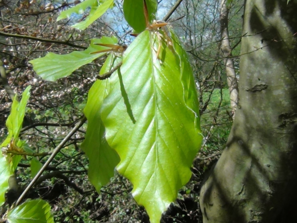 Beech Tree - Wild Food UK